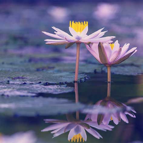 Lisa Campion - Professional Psychic, Empath, Reiki