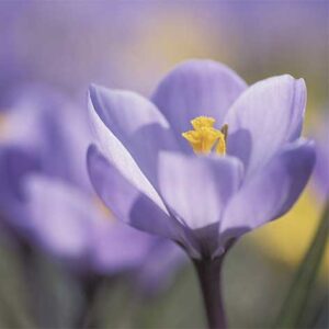 Lisa Campion - Professional Psychic, Empath, Reiki